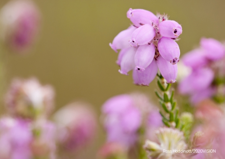Blooming heather | Surrey Wildlife Trust