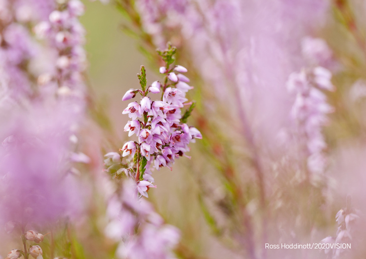 Blooming heather | Surrey Wildlife Trust