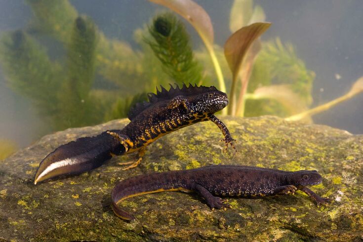 Wildlife ponds | Surrey Wildlife Trust