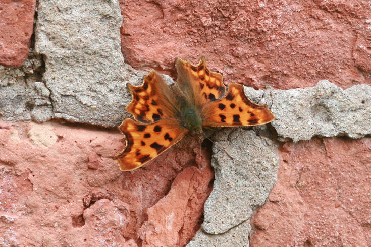 Spring butterflies | Surrey Wildlife Trust