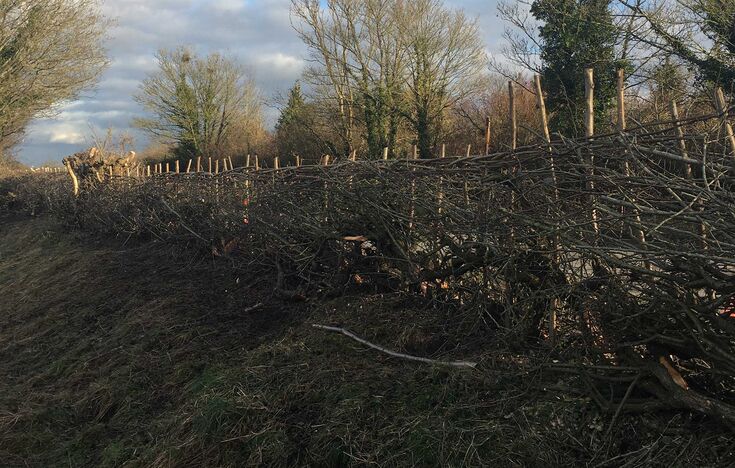 How to lay a hedge | Surrey Wildlife Trust