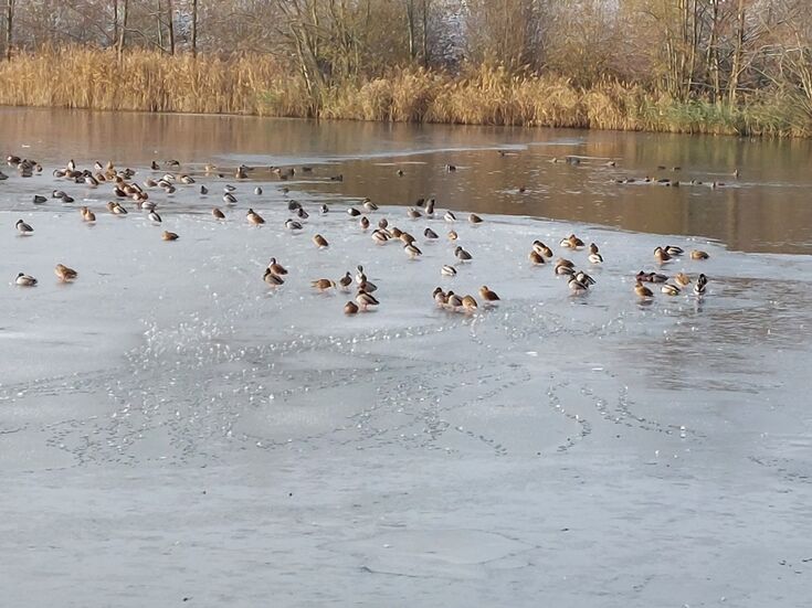 Spring steps in at Newdigate Brickworks | Surrey Wildlife Trust