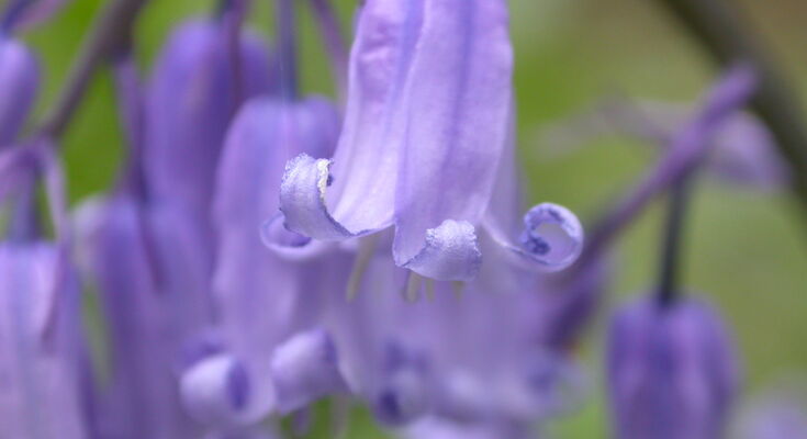 The beauty of Bluebells | Surrey Wildlife Trust