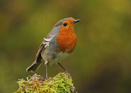 Identify birdsong | Surrey Wildlife Trust