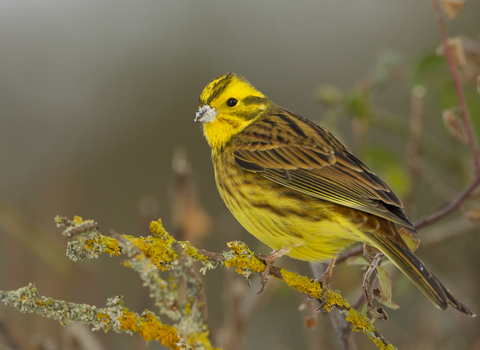 Yellowhammer | Surrey Wildlife Trust
