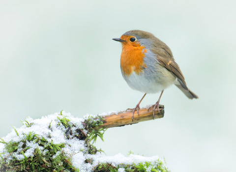 Wild winter guide | Surrey Wildlife Trust